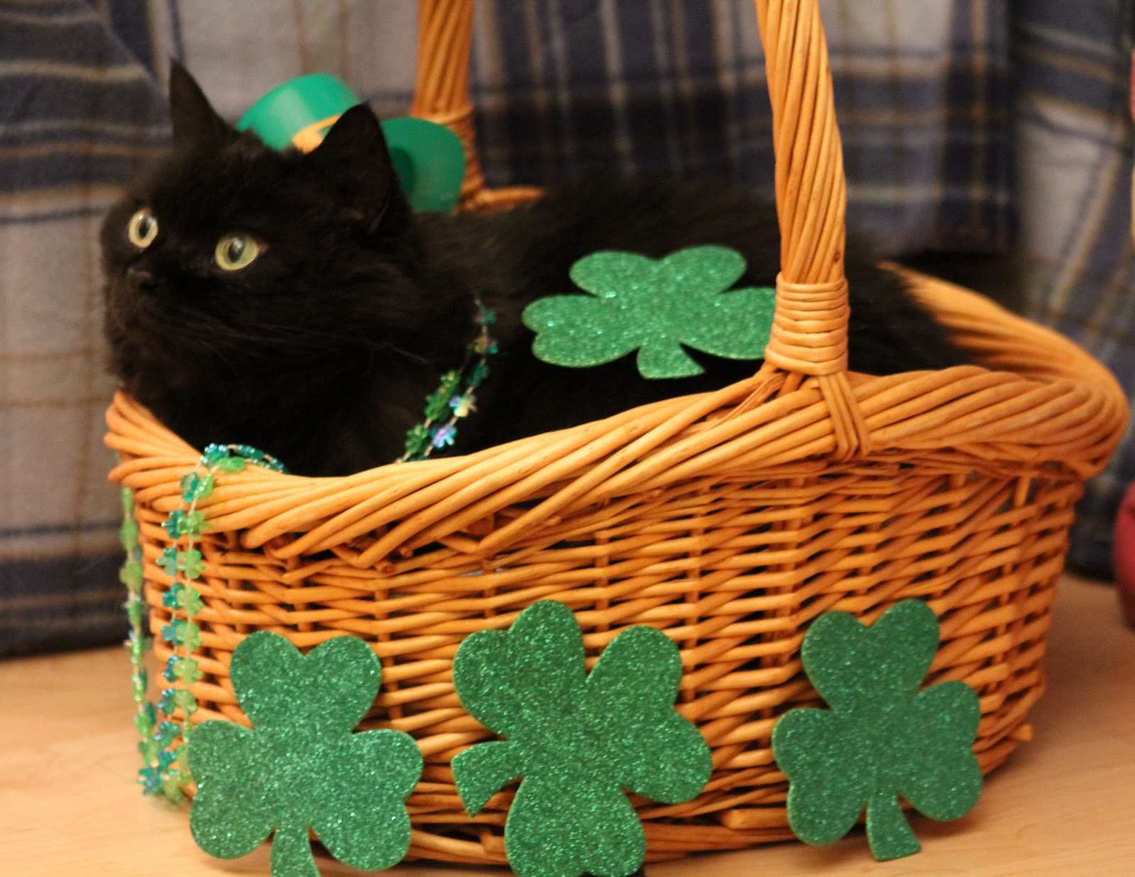 Love, Joy and Peas: Funny St. Patrick's Day Cat Photos