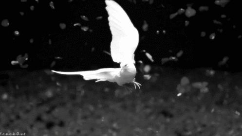 GIFS ANIMADAS ***: PÁSSAROS I