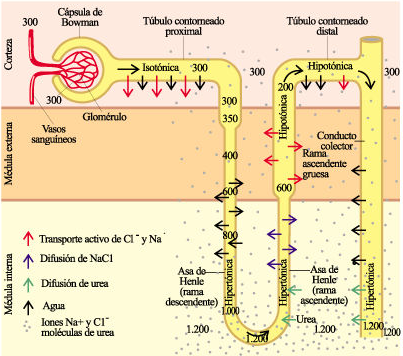 Fisiología: Tema 9. Formación de la orina