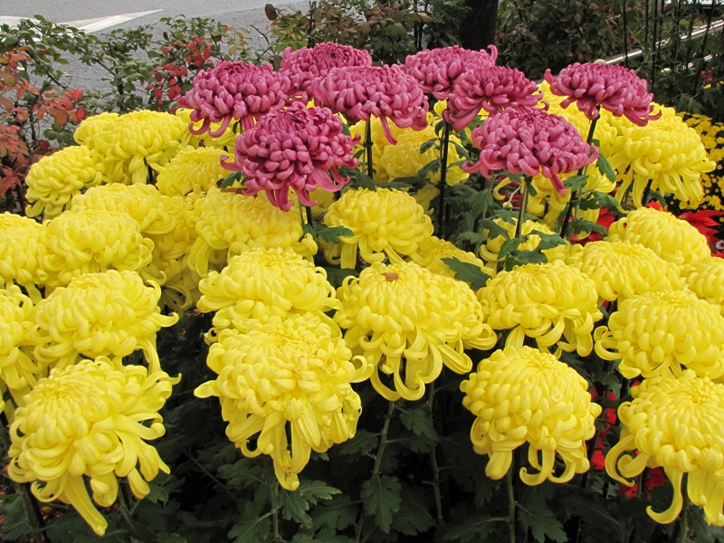 Divagar entre FLORES - ANIMAIS - NATUREZA: Crisântemos