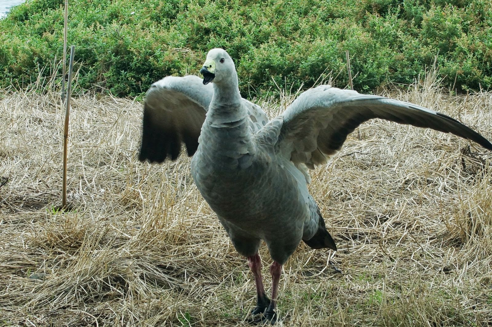 Magi and Sam: Cape grey goose on Phillip Island