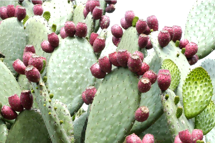 Found this branch in the forest that reminded me of the Locacaca tree ...