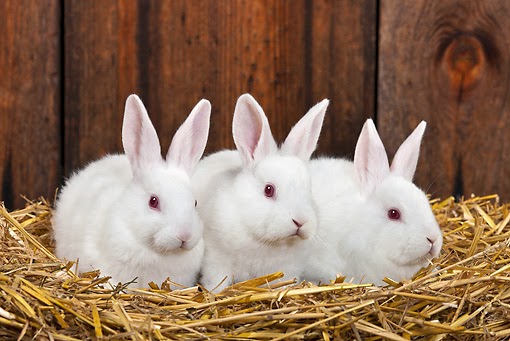 xoxoxo e: it's july already? white rabbits!