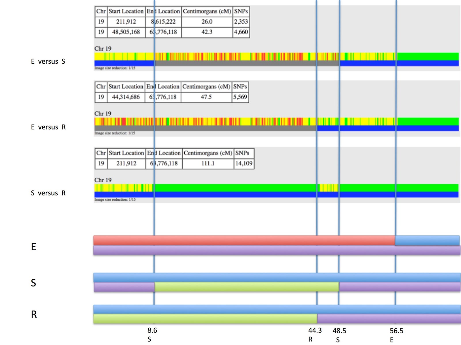 From Maine to Kentucky: DNA ~ Visual Phasing