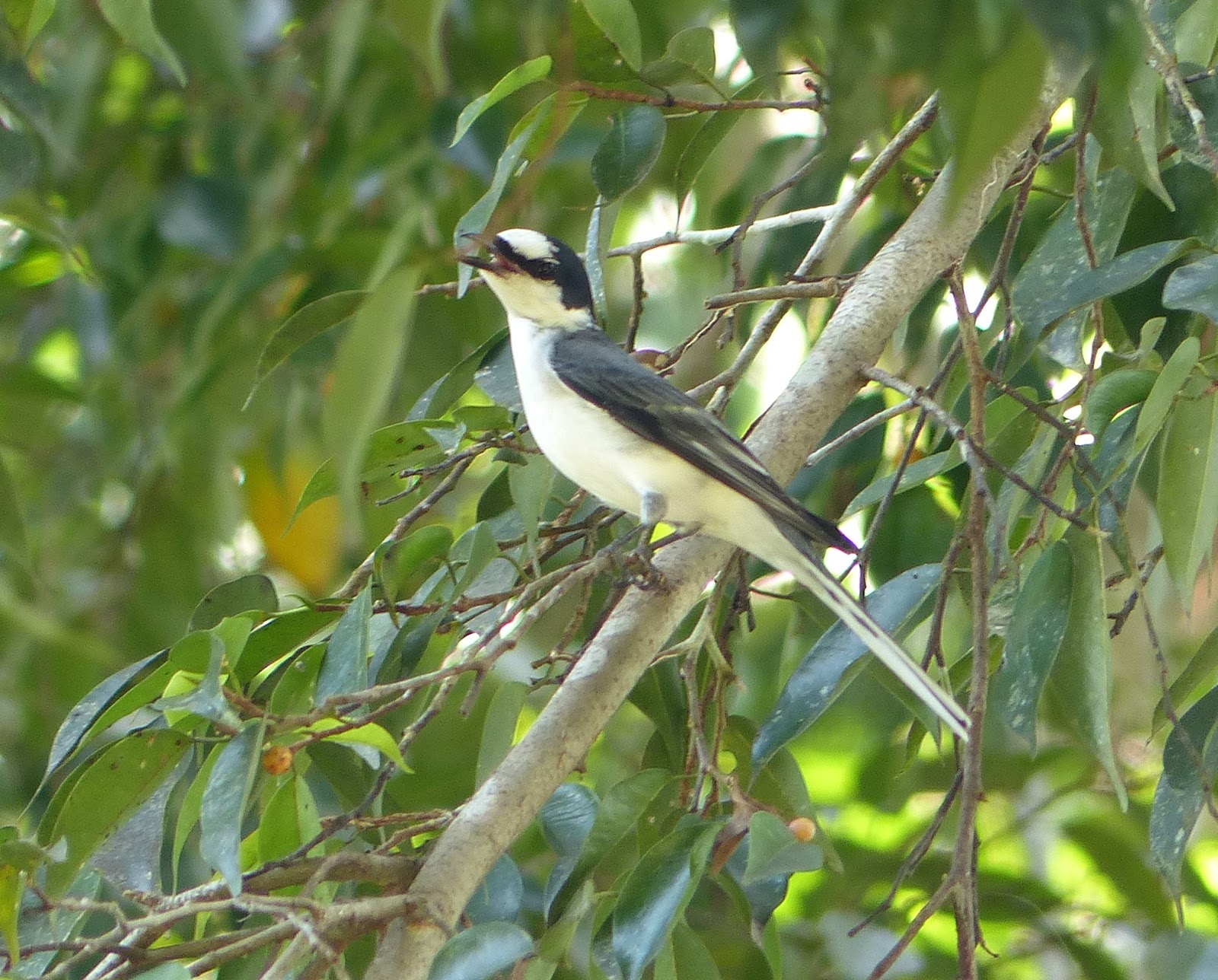 A.W.Birder: Always on the lookout for fine birds...: Last lot of ...