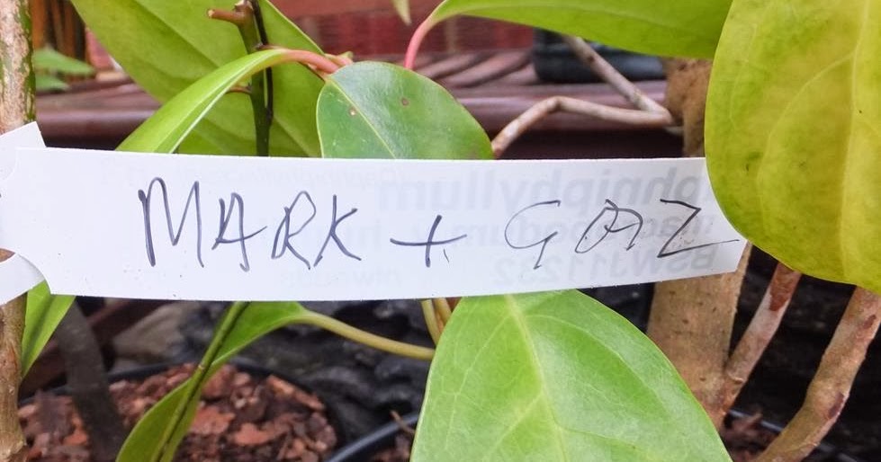 Alternative Eden: So What Did We Buy?