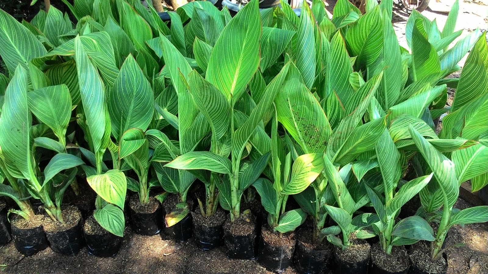 Jual pohon KANA BATIK tanaman hias | JUAL TANAMAN HIAS MURAH | TUKANG ...