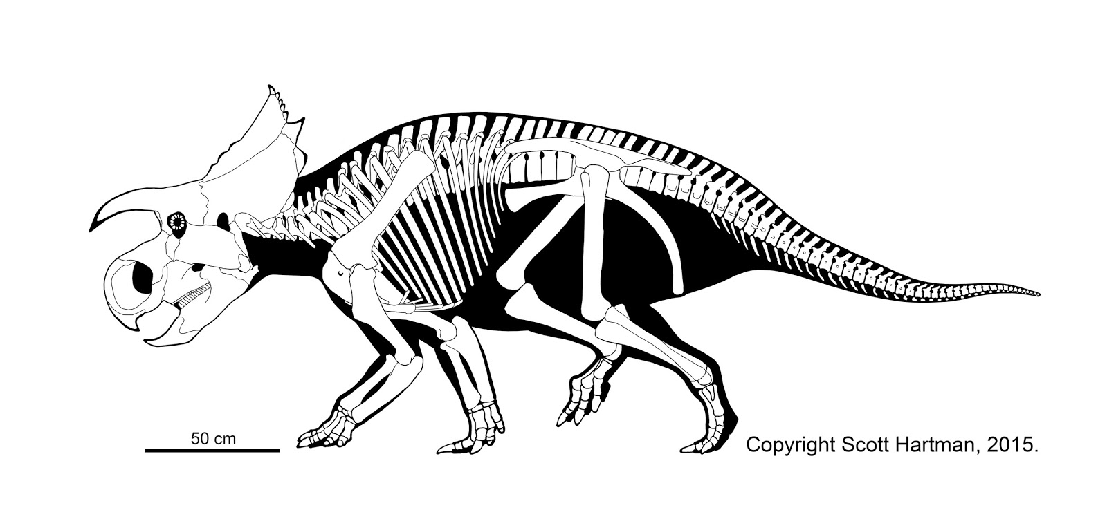 RMDRC paleo lab: Please welcome the new "Avaceratops"