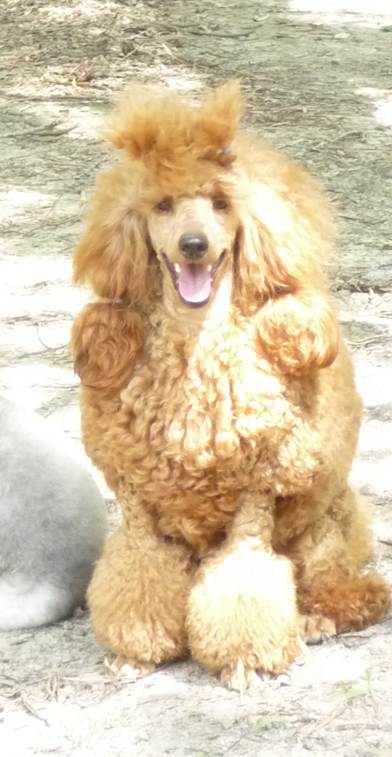 Maine HighPine Poodles