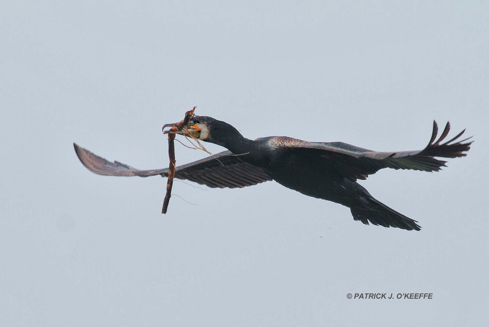 Raw Birds: CONTINENTAL CORMORANT (Phalacrocorax carbo ssp. P. c ...