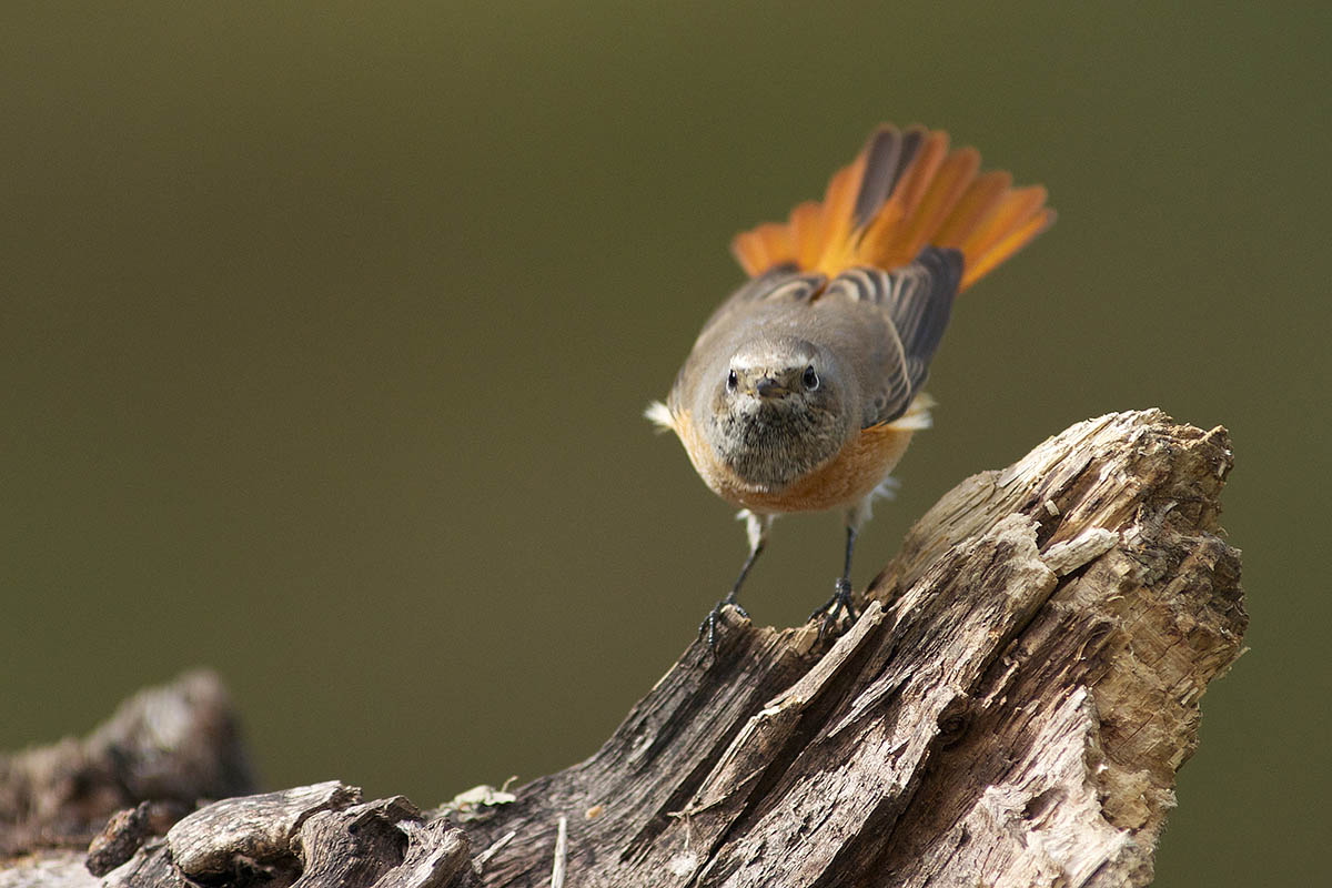 Riserva Naturale Regionale e Oasi WWF dei Ghirardi: Capanno fotografico ...