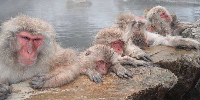 Szellem Lélek Test: A 100. majom elmélete és a mindent összekötő ...