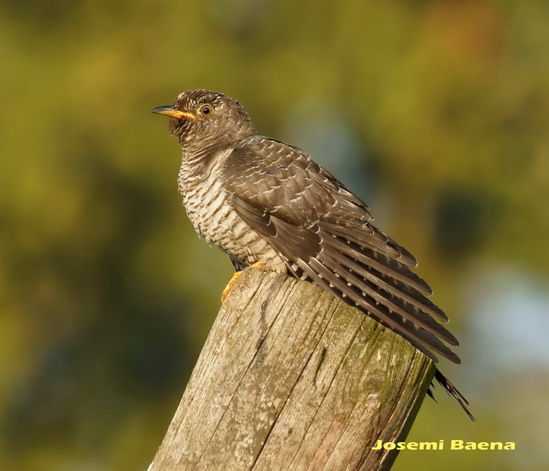 DRAG: DIA MUNDIAL DELS OCELLS