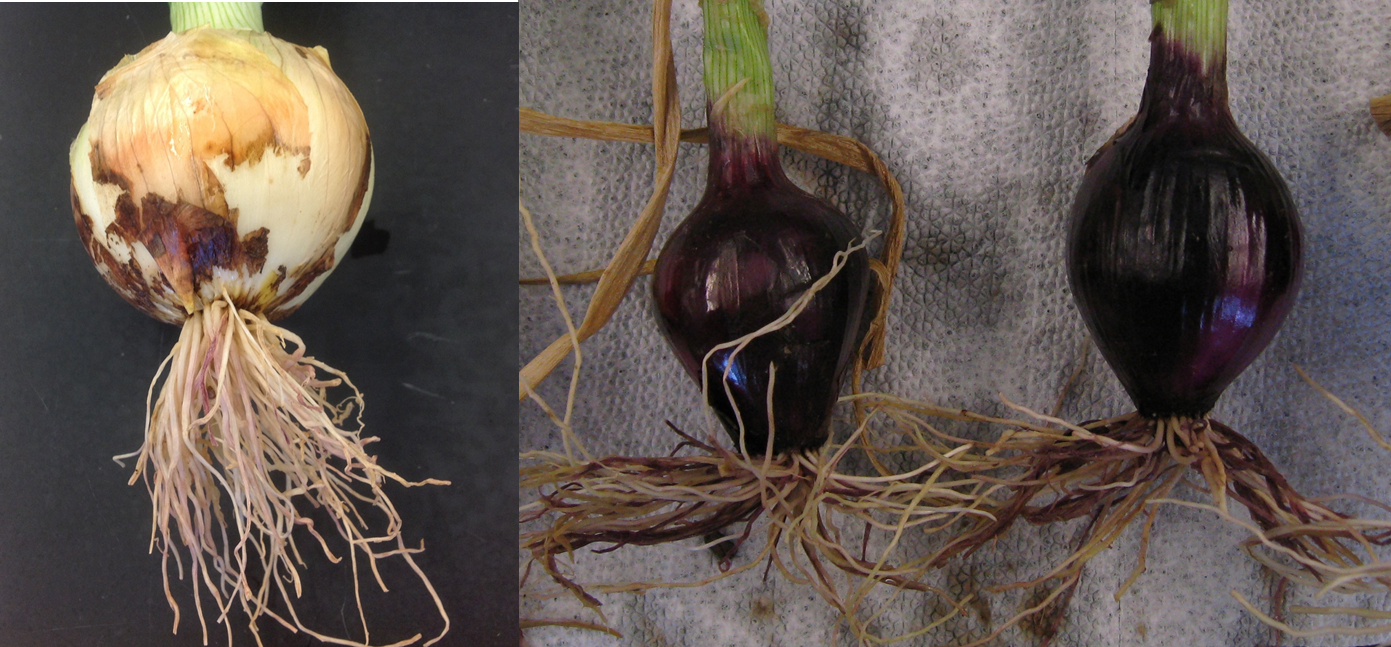 NMSU Plant Clinic: Pink Root on Onions
