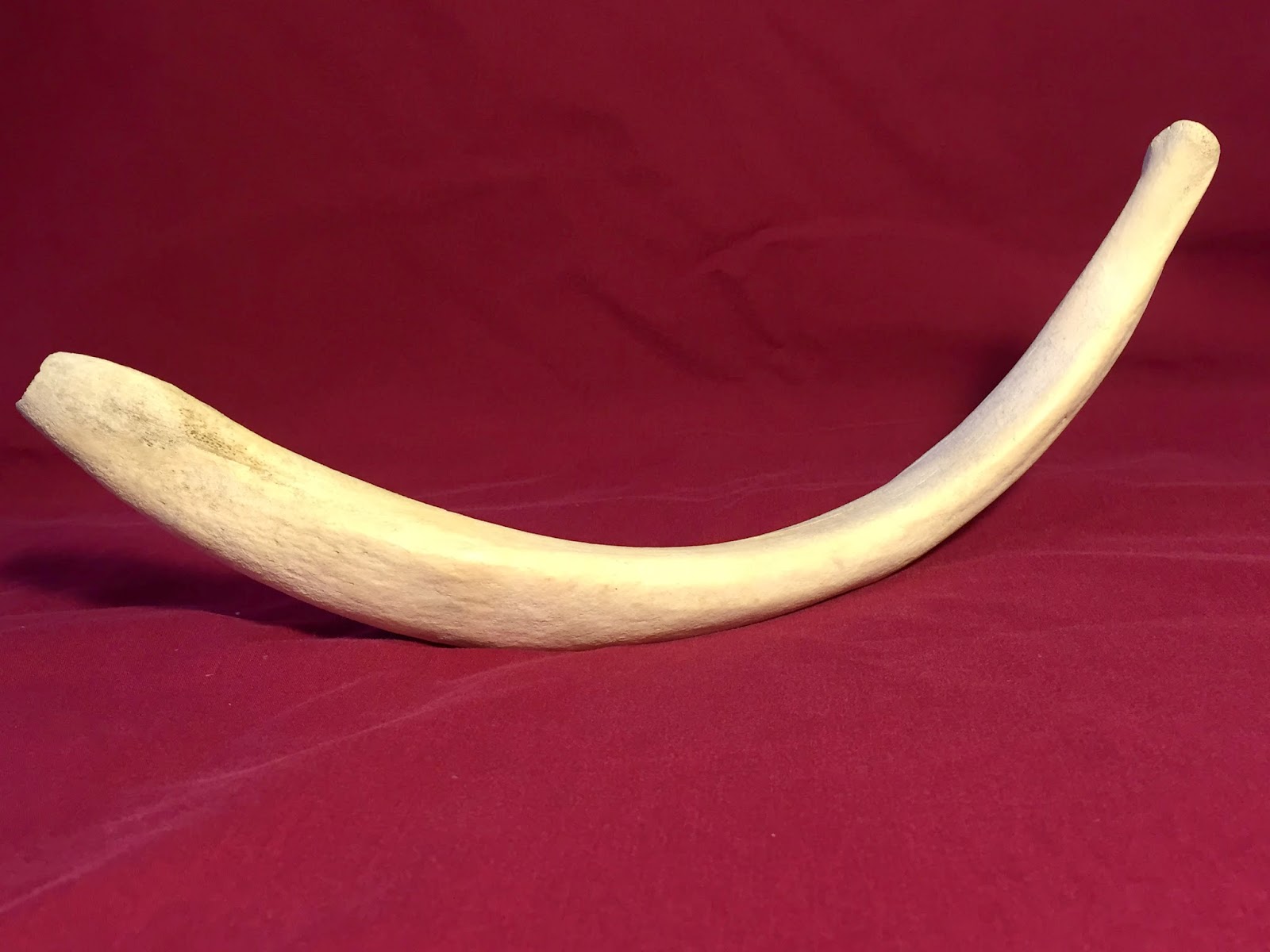 The Nature Geek: Revealing the Mystery of Bones