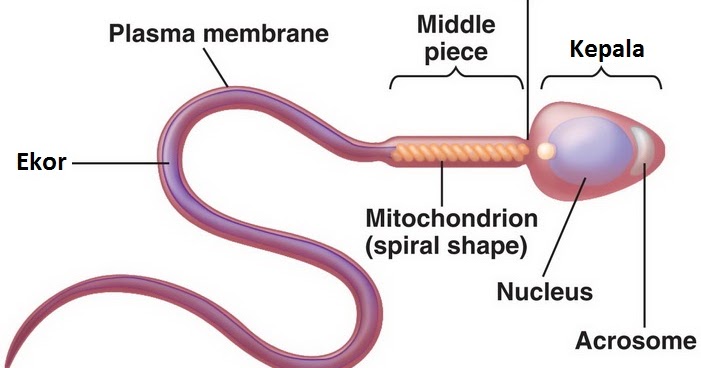 Akrosom Adalah - Kamus Biologi Online - Biologi Edukasi: Belajar Sains ...