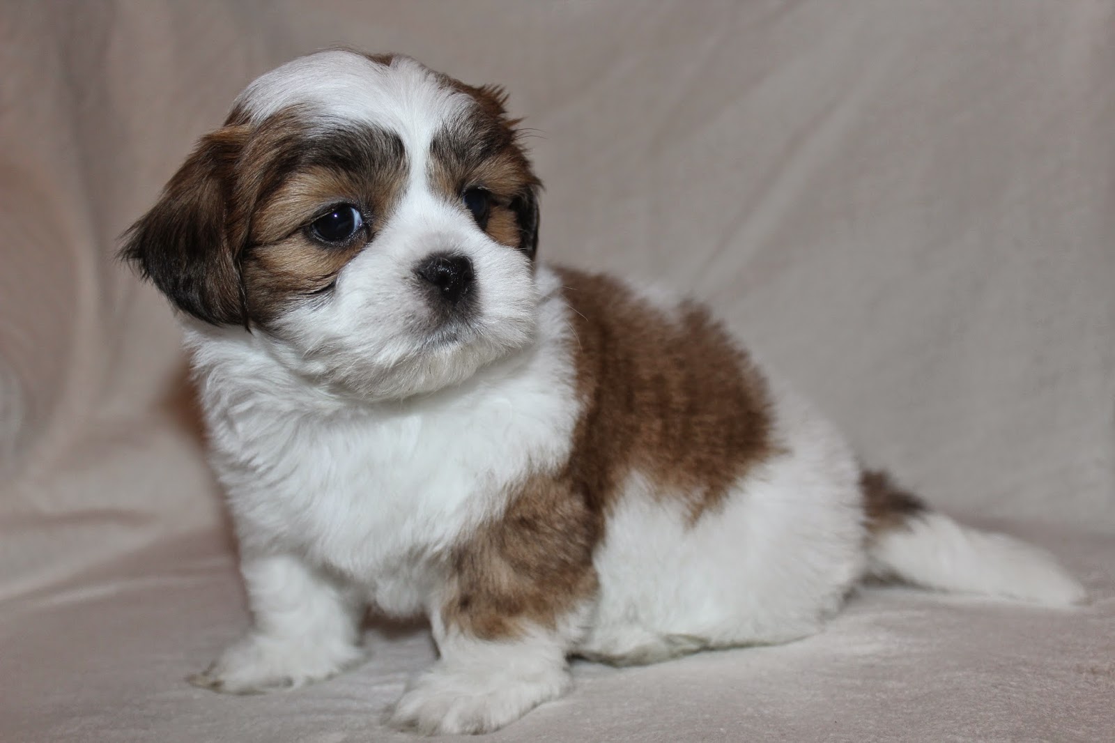 Lhasa Apso - Penny's Pups from birth to new homes: lhasa apso puppies 6 ...