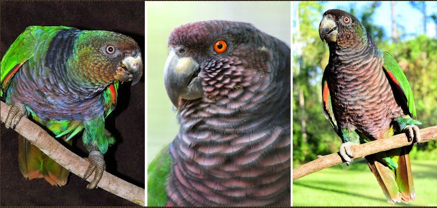 Imperial Amazon (Amazona imperialis)