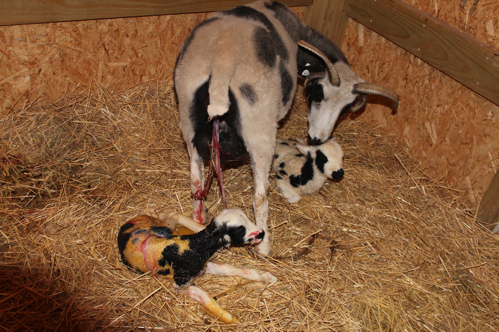 Lambs!!! (the birthing)