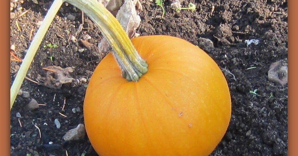 measuring with pumpkins - rubber boots and elf shoes