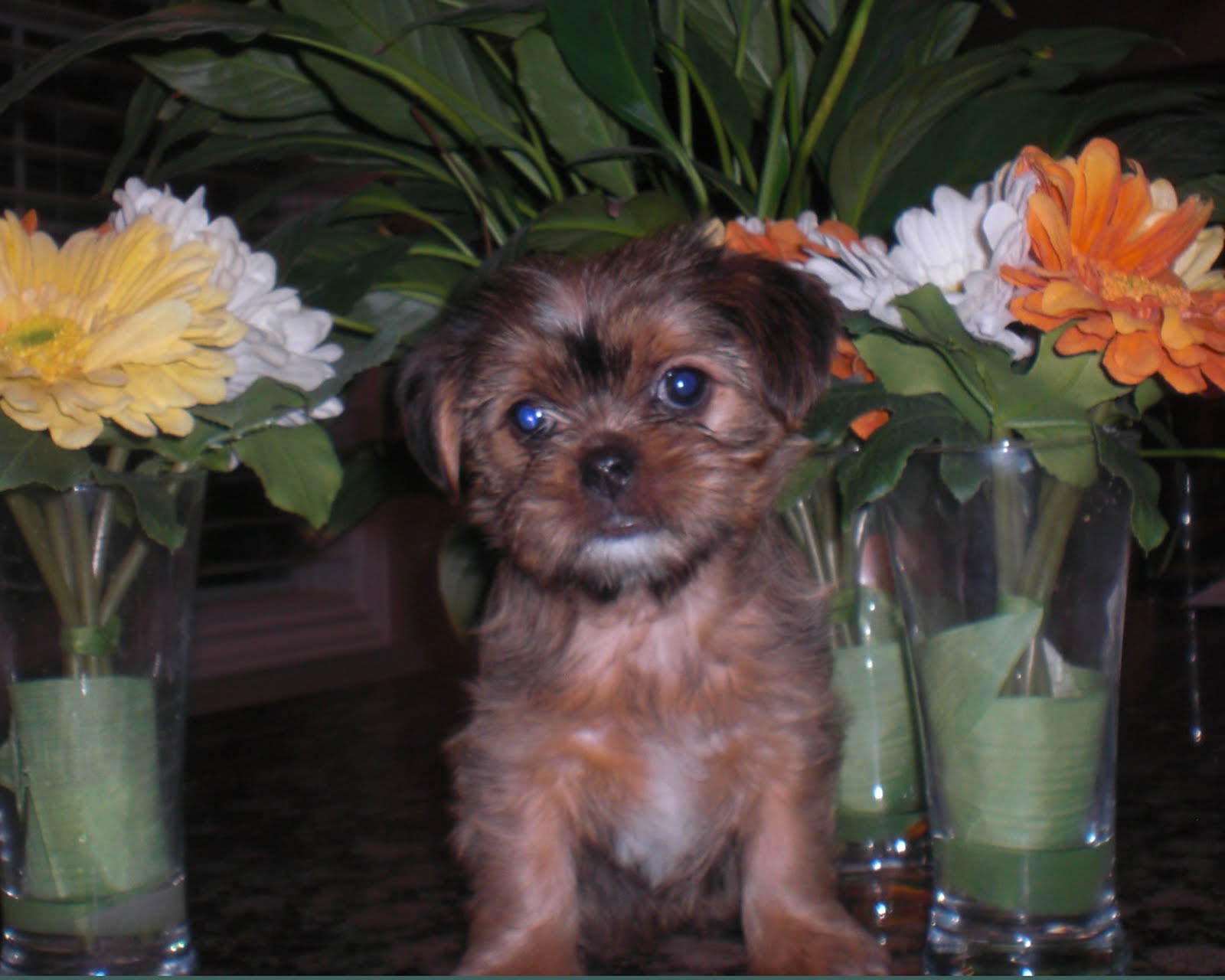 Tiny Shorkie Puppies: SEVEN WEEKS OLD