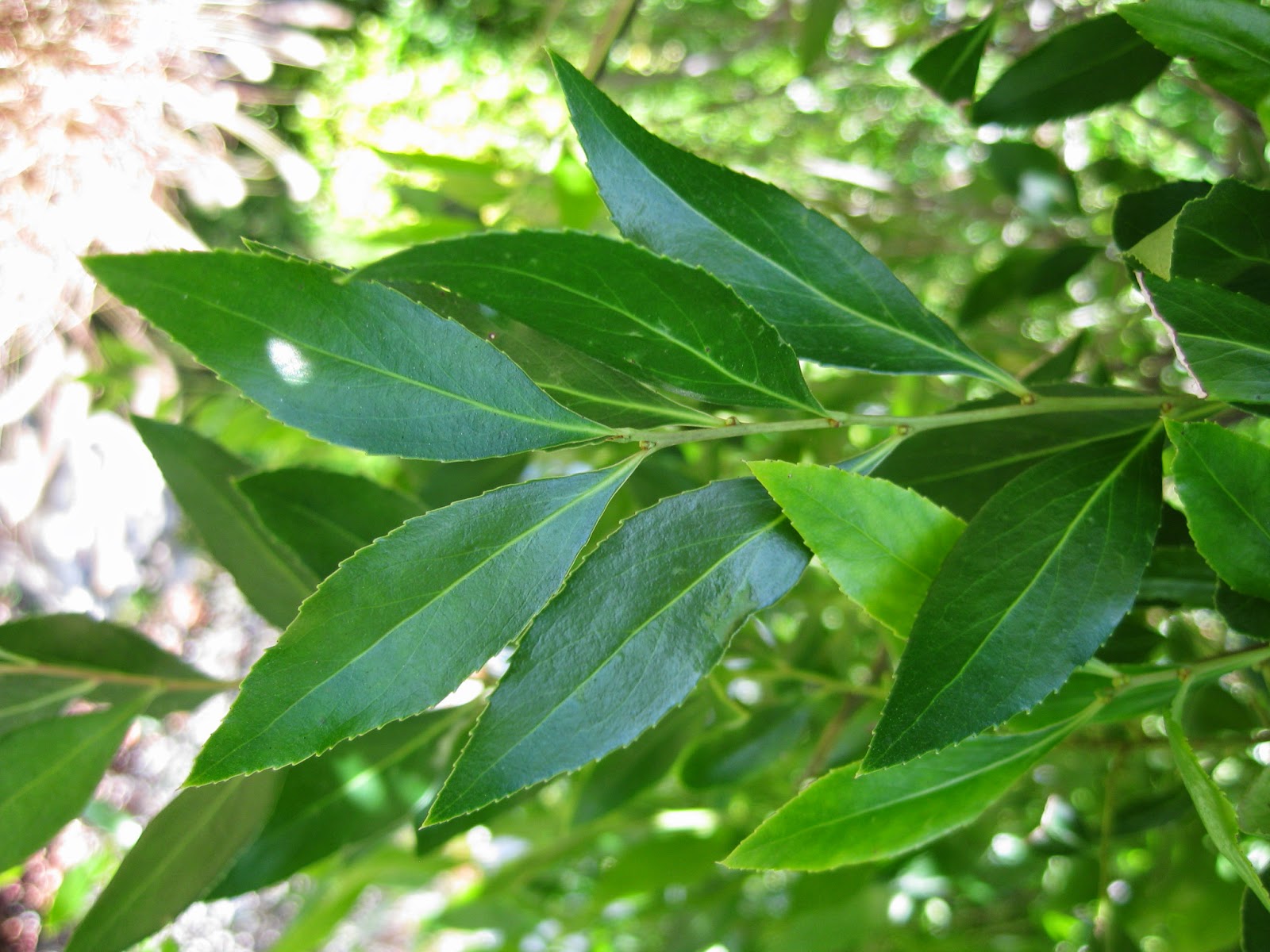 Trees of Santa Cruz County: Maytenus boaria - Mayten Tree