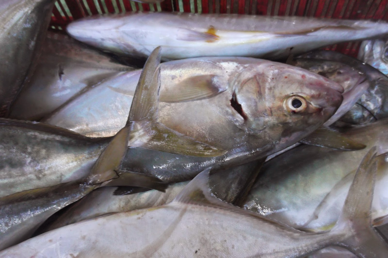 NEGOMBO SEAFOODS: WATI PARAWA