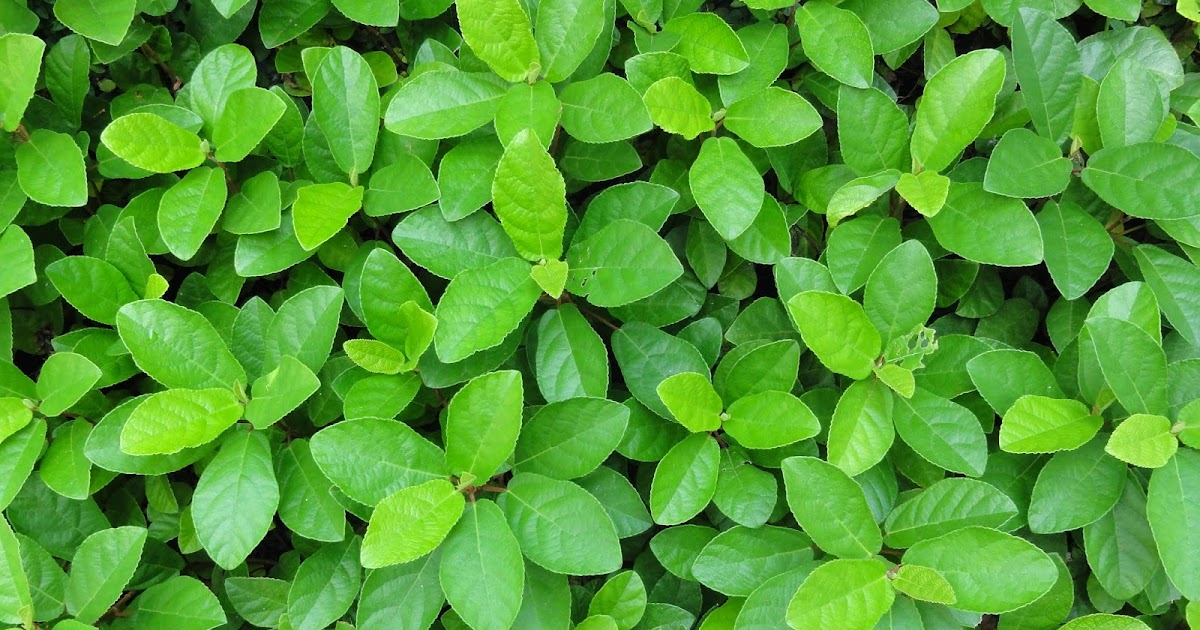 GoGardenNow - The Gardening Blog: Must-Have Plants: Japanese Ardisia ...