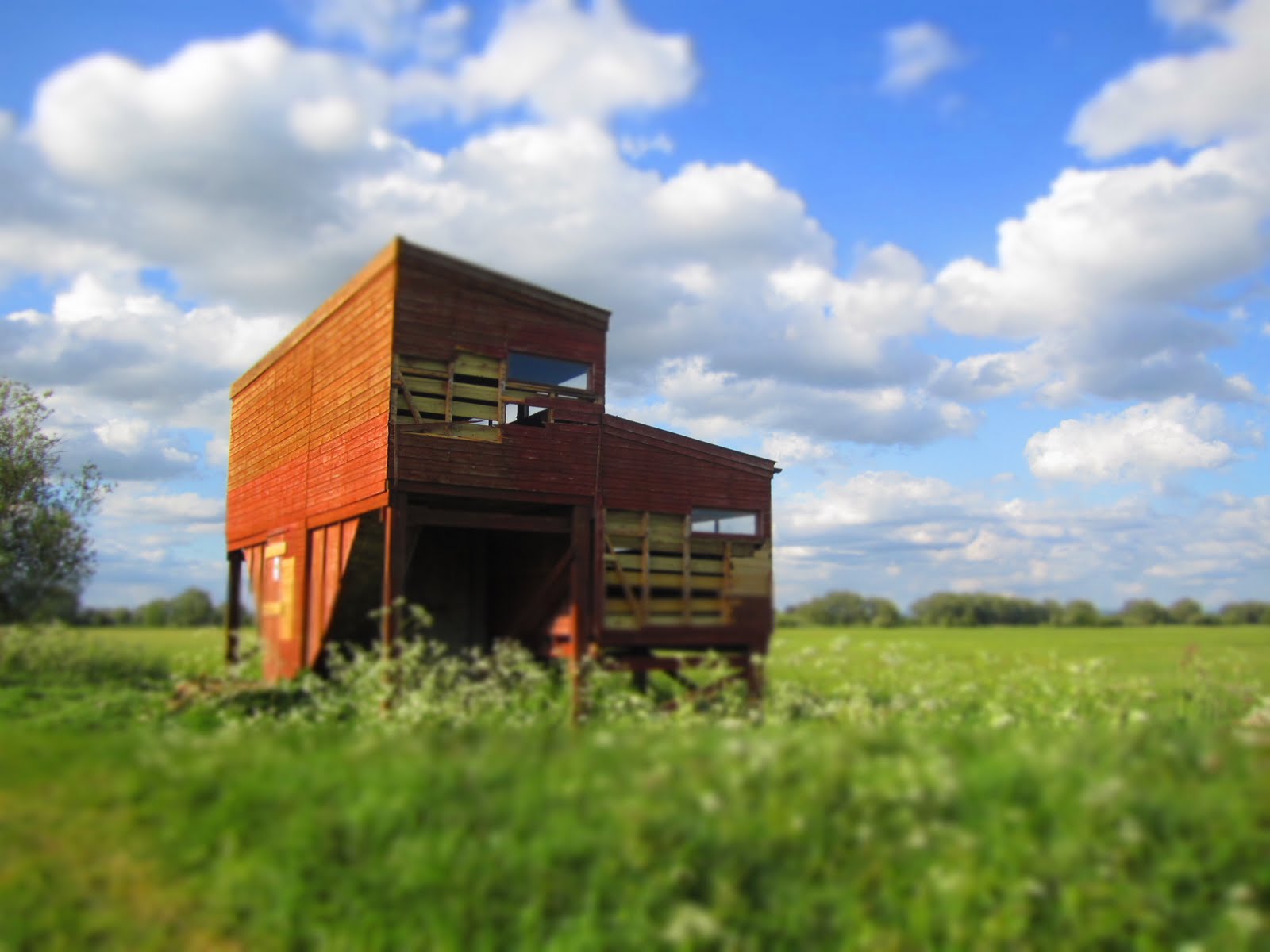 indie birder: Skipwith Common, Bank Island and Wheldrake Ings