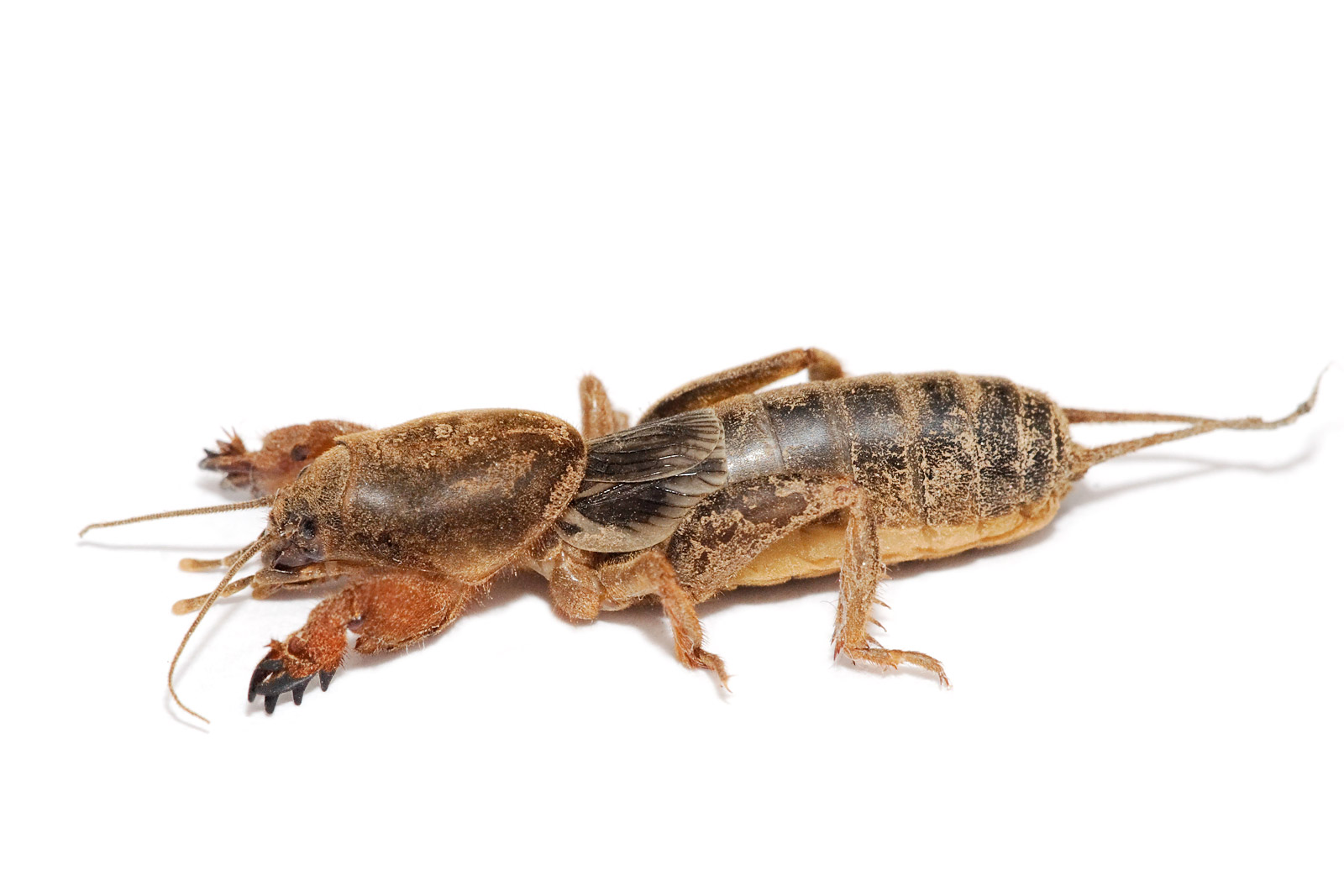TYPES OF INSECTS : African Mole Cricket