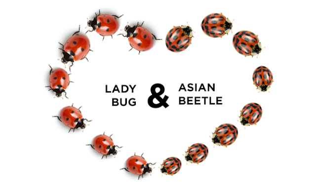 The Truth Behind The Viral Photo Of Ladybugs In A Dog’s Mouth Revealed ...
