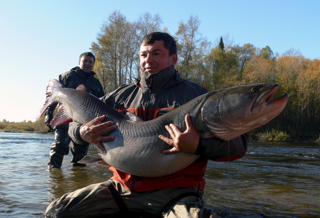 Chavanga Fish Blog: Khabarovsk Taimen fishing tour