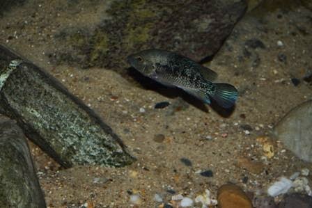 Mahengechromis: Rumors: Nosferatu, un nuovo genere per Herichthys