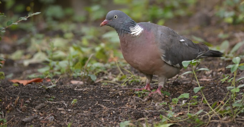 Outdoor Photography: Zomer een rustige tijd voor vogelaars?