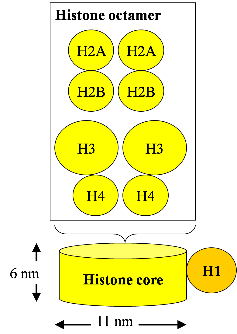 ḼїδβӚϯЧ ᴙ ⱥ ¶ ¶ ¶ ¶: 3.2.1.1 HISTONAS