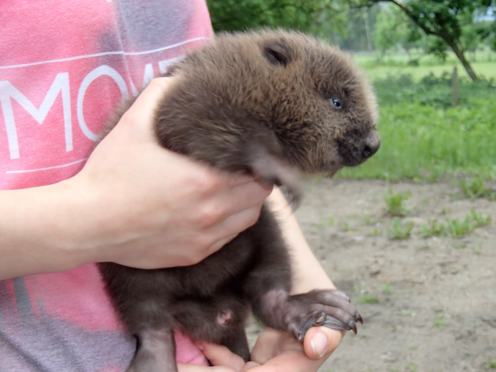 MOJA MENAŻERIA : U popielańskich bobrów