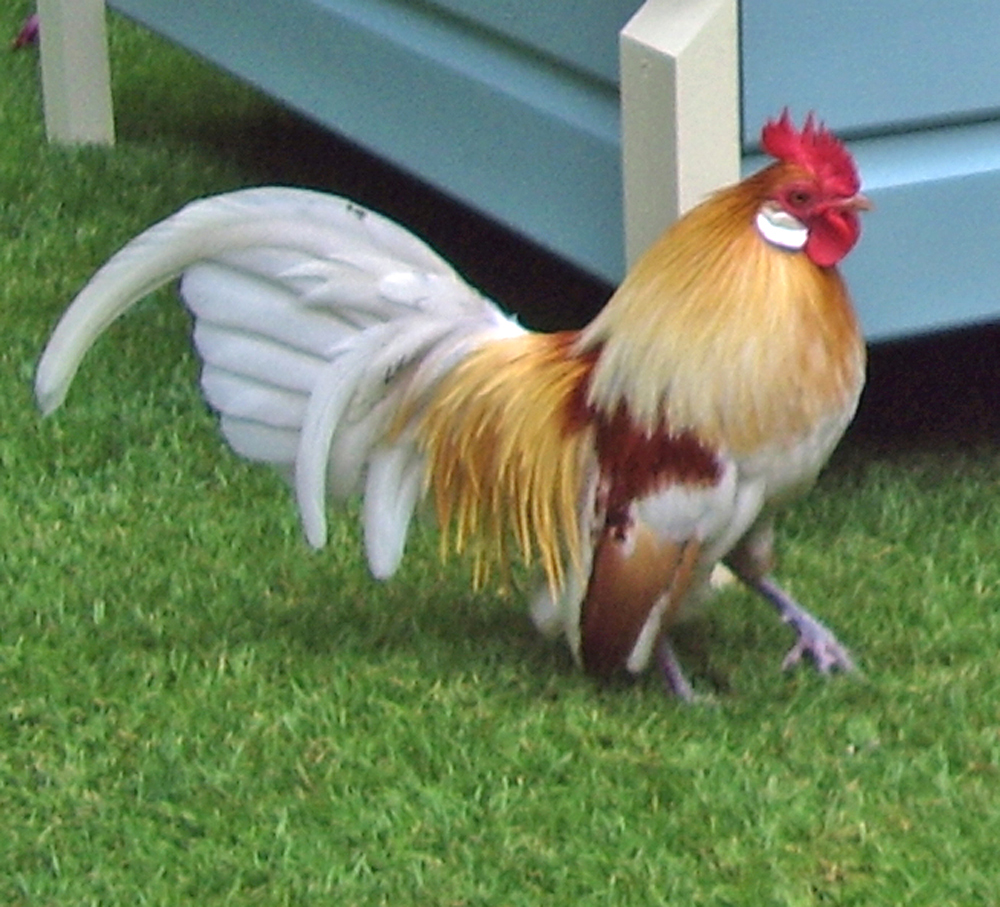 Bantam Chicken Breeds - Pin on Chicken, Easter eggers vary widely in ...