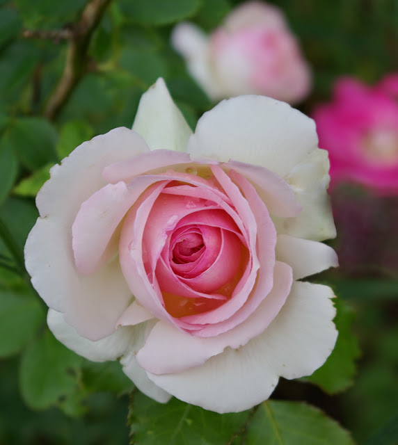 sweetbay: May Roses