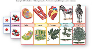 Blog de Teacher Nieves: Levels of organization of living things