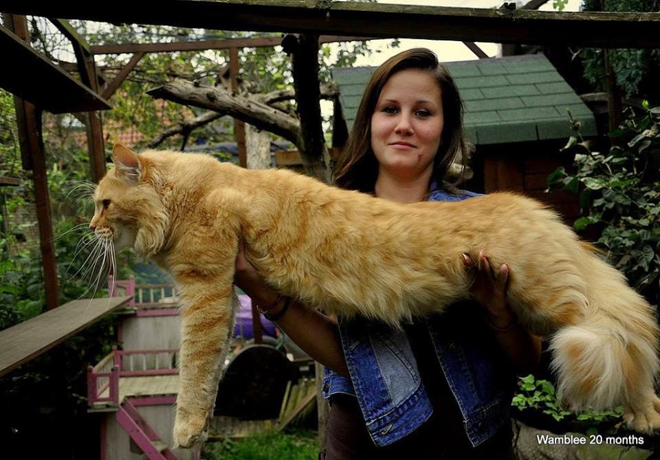 Kot maine coon: lutego 2015