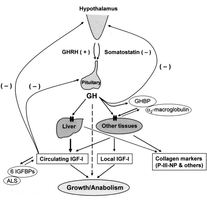 Michael Scally MD - Mostly Androgens: The GH-IGF-I Axis
