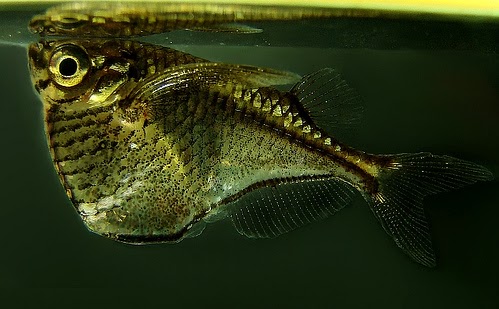 Alma d'Água: Peixes / Characiformes / Gasteropelecidae