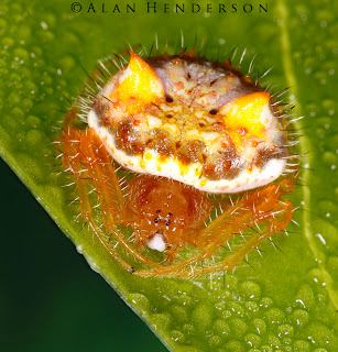 Minibeast Wildlife - Rainforest Encounters: Two-spined Spider
