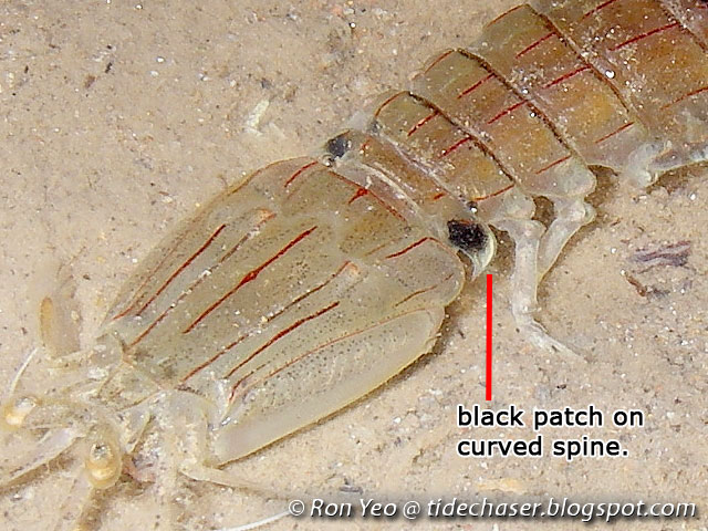 tHE tiDE cHAsER: Mantis Shrimps (Phylum Arthropoda: Order Stomatopoda ...