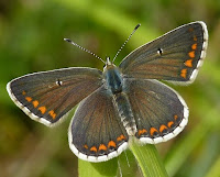 Springfield Plateau: Moth Identification