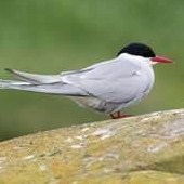 Which bird migrates the farthest? | Facts About All