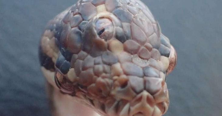 Ngeri! Ular Langka ini Punya Tiga Mata yang Berfungsi Normal - Serba ...