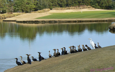 Two Golfers--One Pension: Wicked Stick Golf Course, Myrtle Beach, South ...