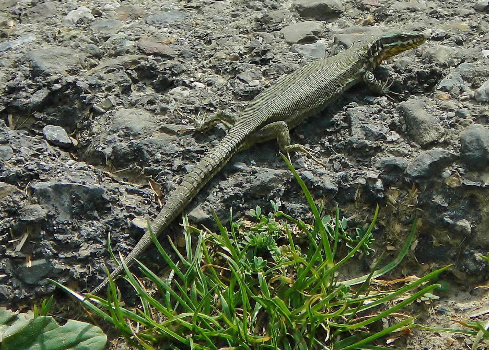 Julian Sykes Wildlife Holidays: The rest of May and June!