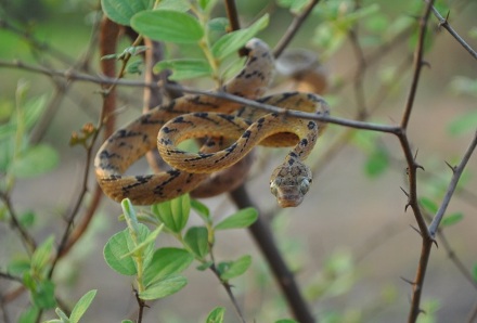 Snakes in Sri lanka : The Ceylon Cat Snake (Boiga ceylonesis)